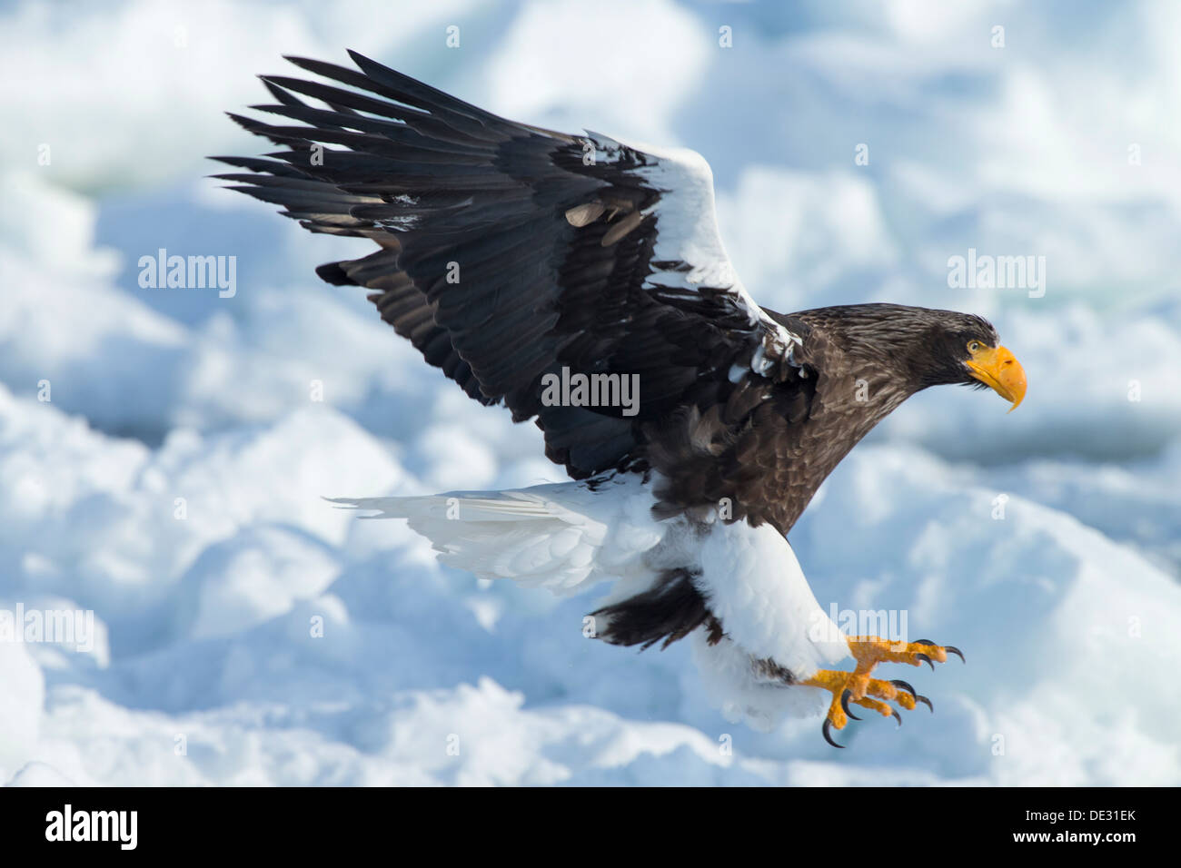 Ice eagle hi-res stock photography and images - Alamy