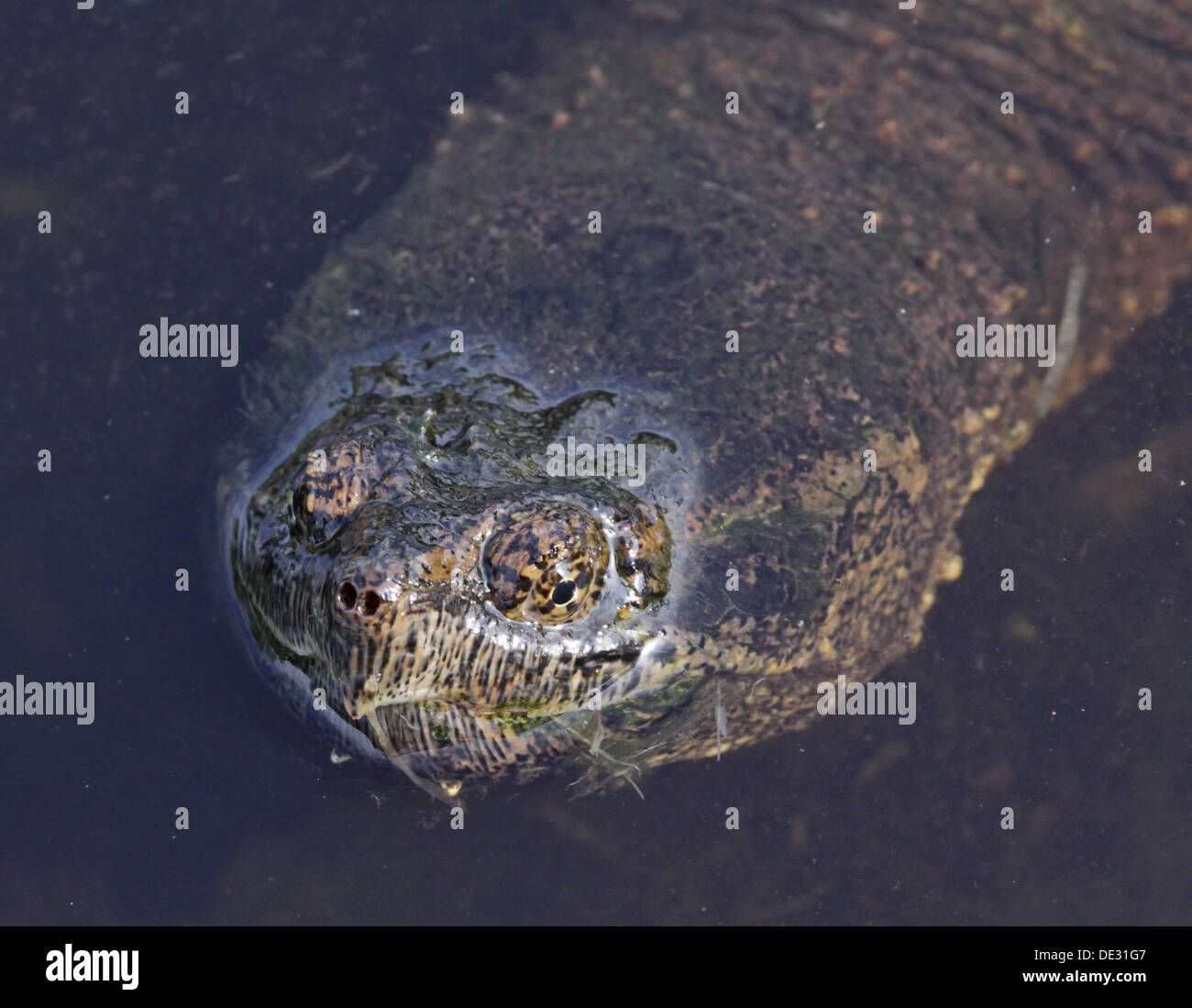 Snapping turtle nose hi-res stock photography and images - Alamy