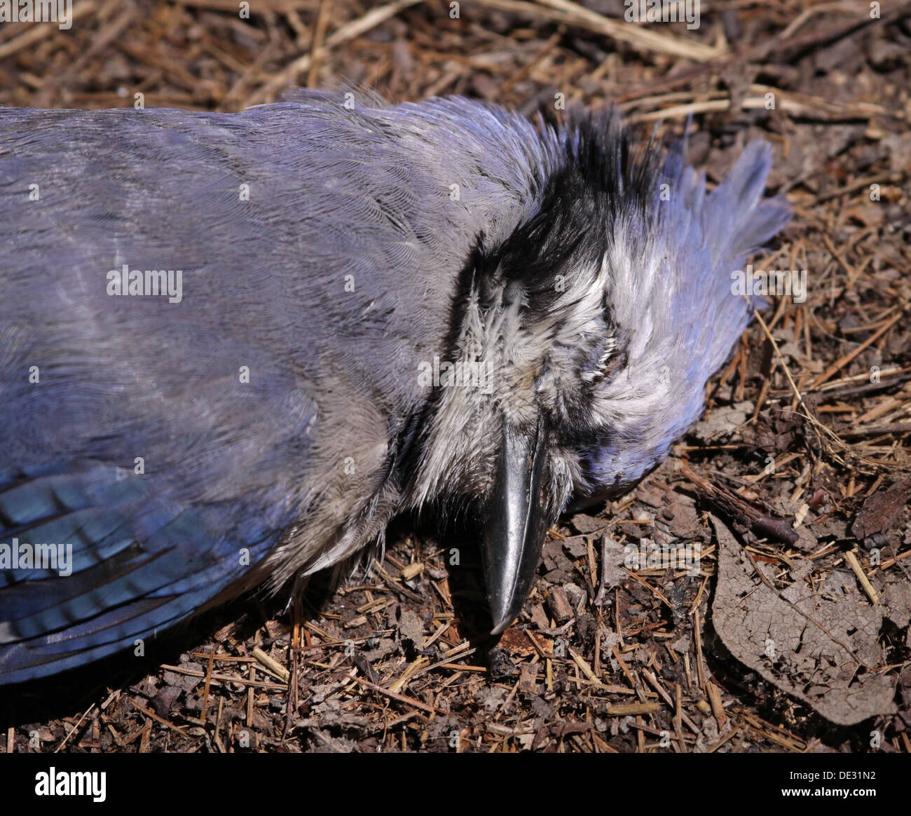 Dead blue hi-res stock photography and images - Alamy