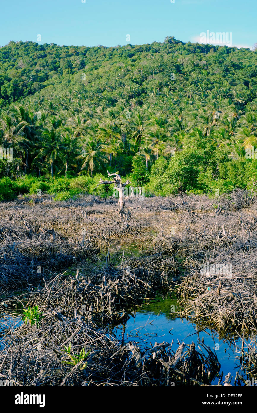 dead bracken and scrub in front of a lush green backdrop on karimunjawa ...