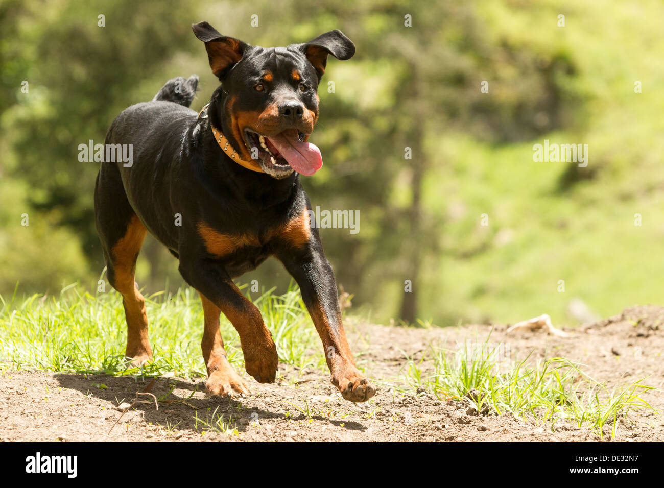 Some Dogs Likes To Run Free Stock Photo - Alamy