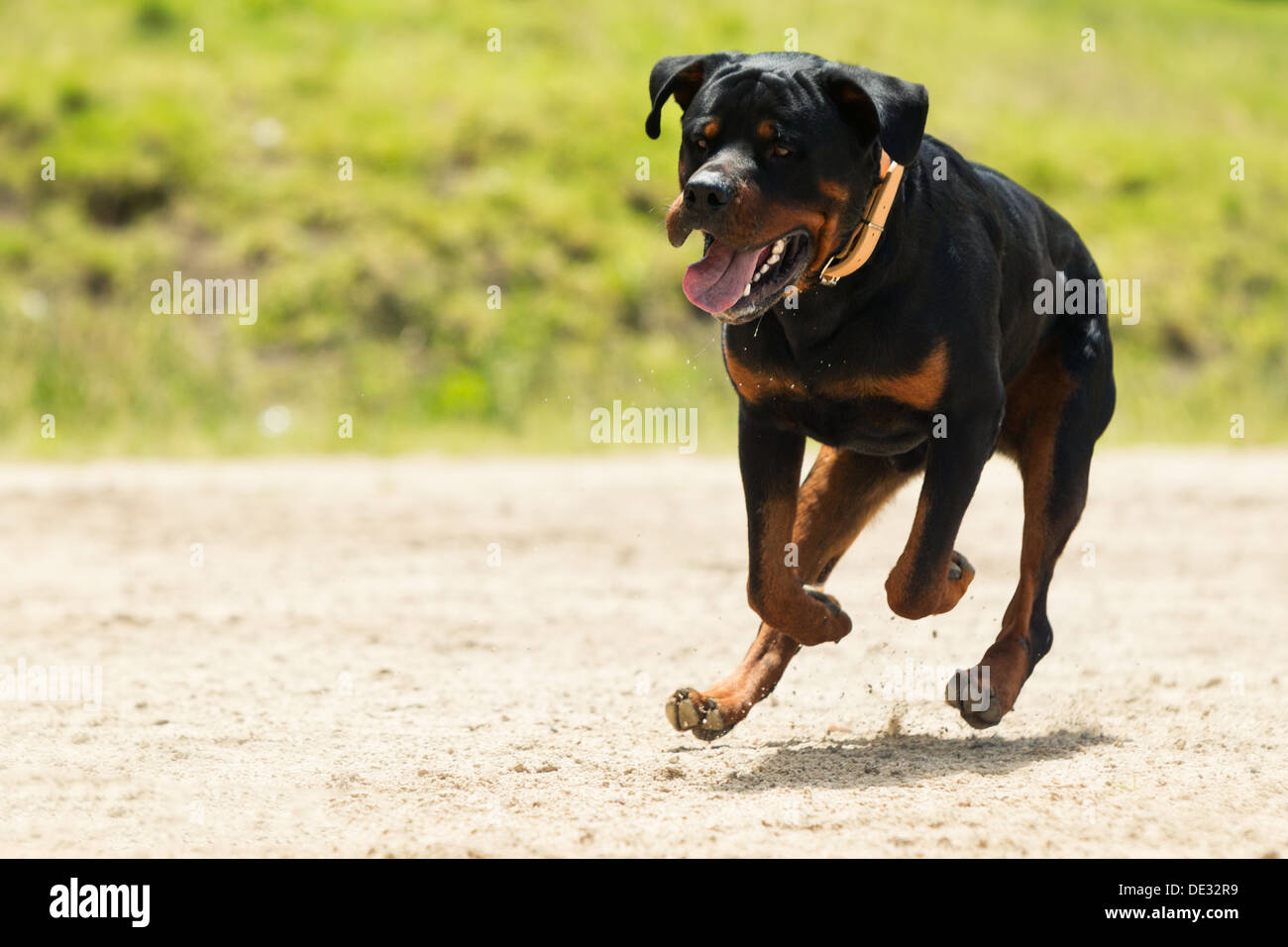 Some Dogs Likes To Run Free This Is A Super Educated Dog That Won The ...