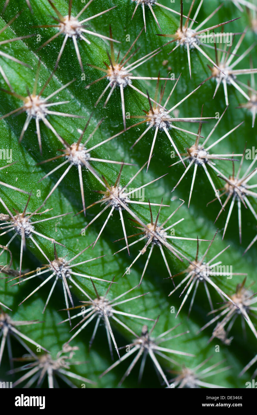 A close-up of a cactus texture Stock Photo - Alamy