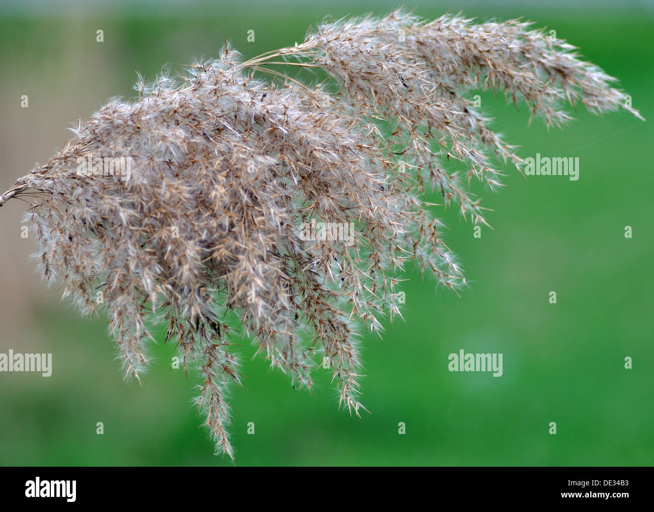 Cane flower hi-res stock photography and images - Alamy