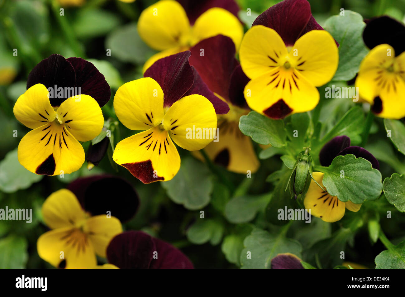 Beautiful yelow flower in garden Stock Photo - Alamy