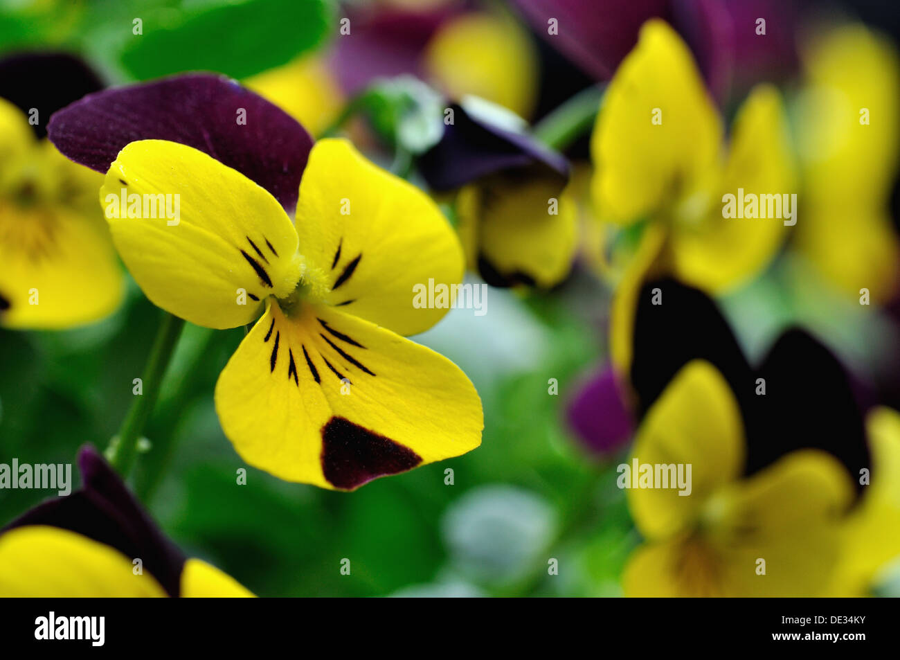 Beautiful yelow flower in garden Stock Photo - Alamy