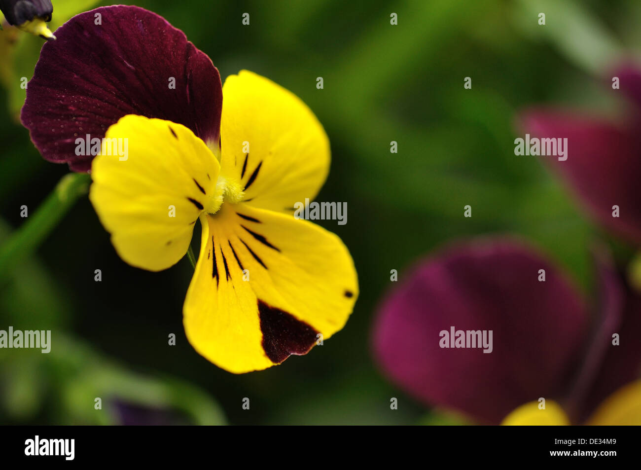 Beautiful yelow flower in garden Stock Photo - Alamy