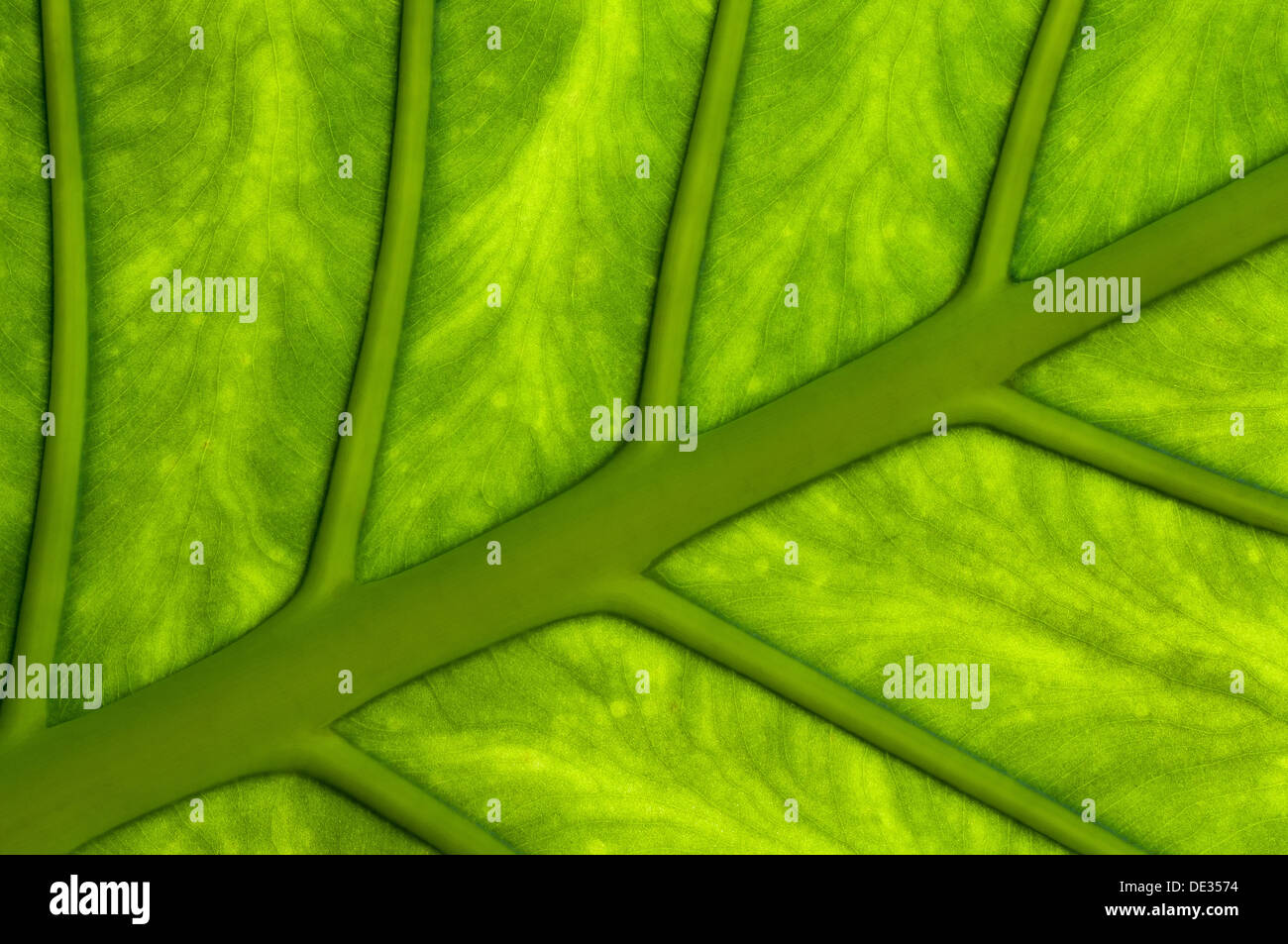 Macro structure of green leave natural background Stock Photo - Alamy