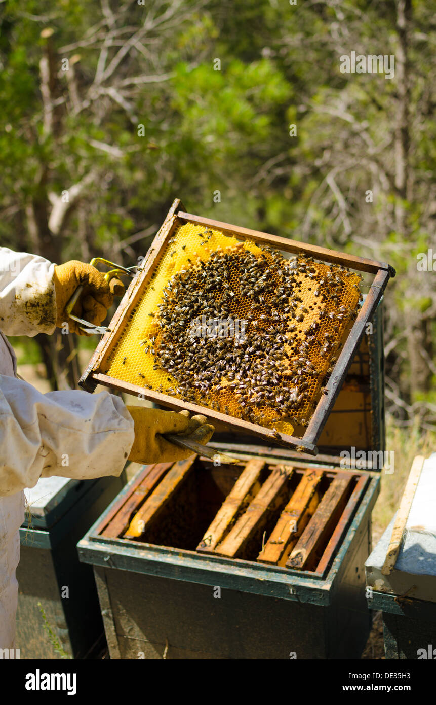 Apiarist at work holding a crowded beehive Stock Photo - Alamy