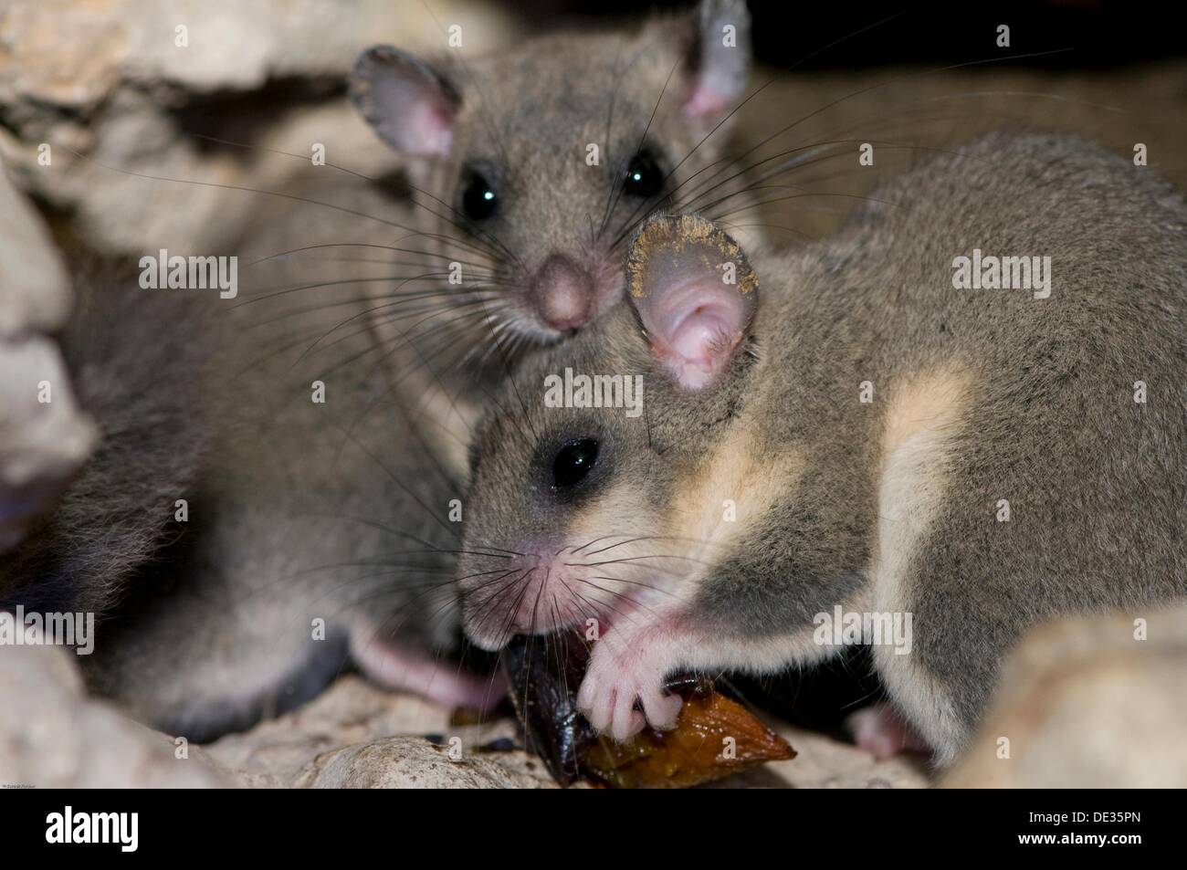 Edible dormouse eating hi-res stock photography and images - Alamy