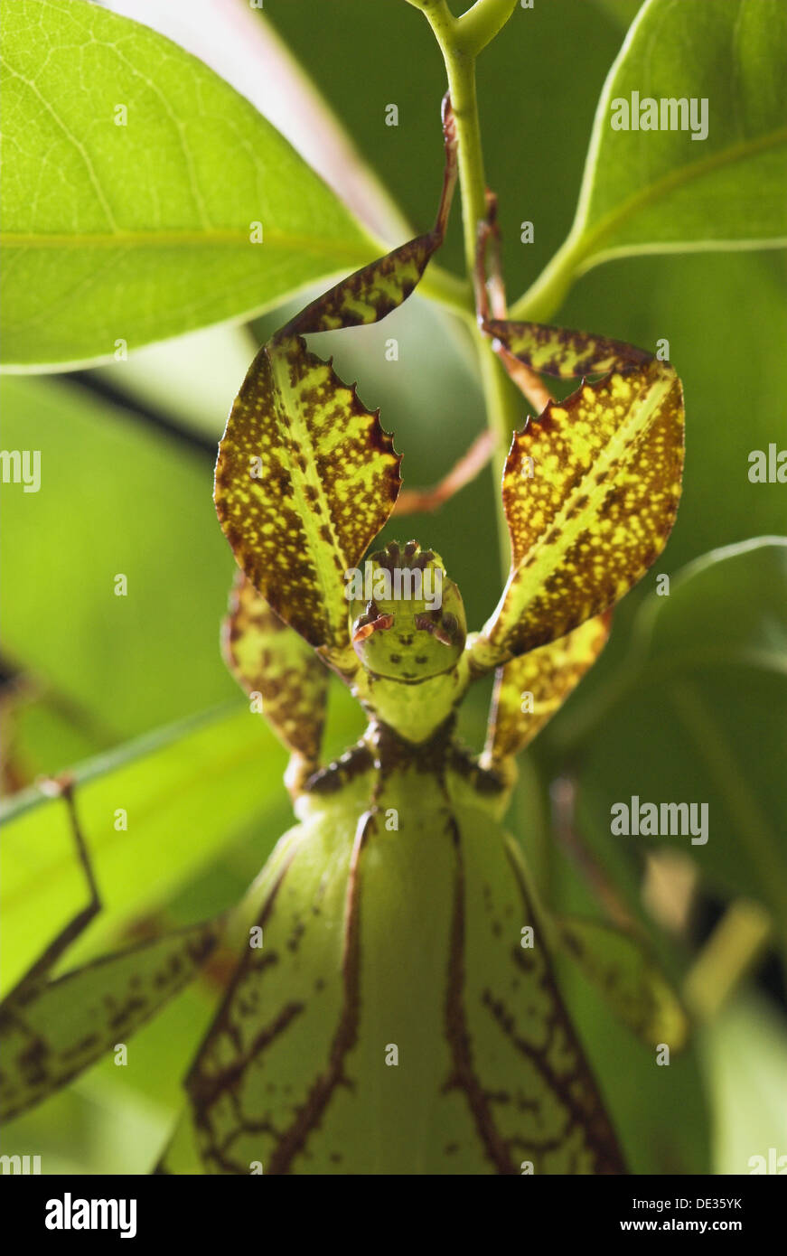 Leaf insect phyllium sp rainforest hi-res stock photography and images ...