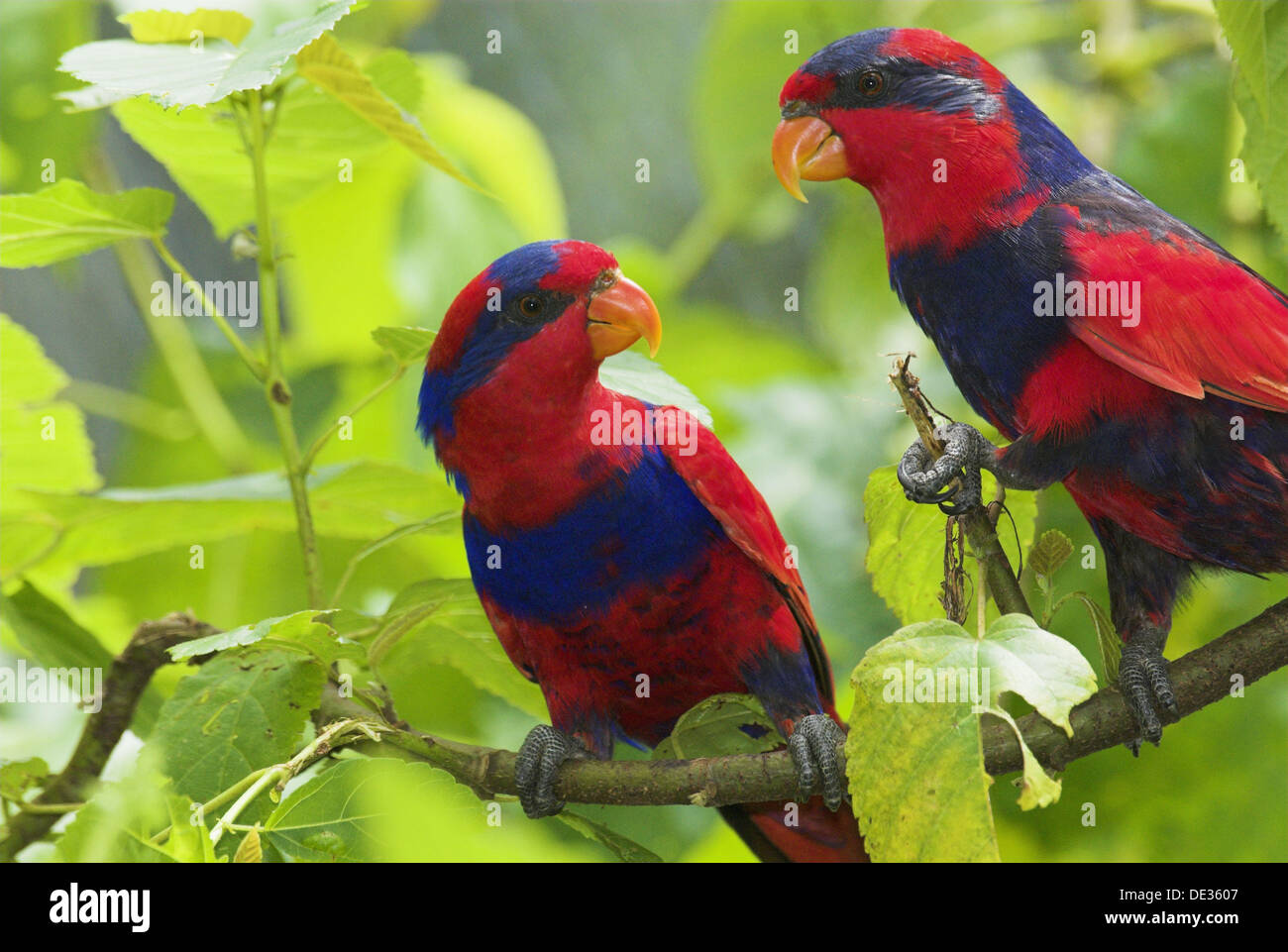 Eos Histrio High Resolution Stock Photography and Images - Alamy