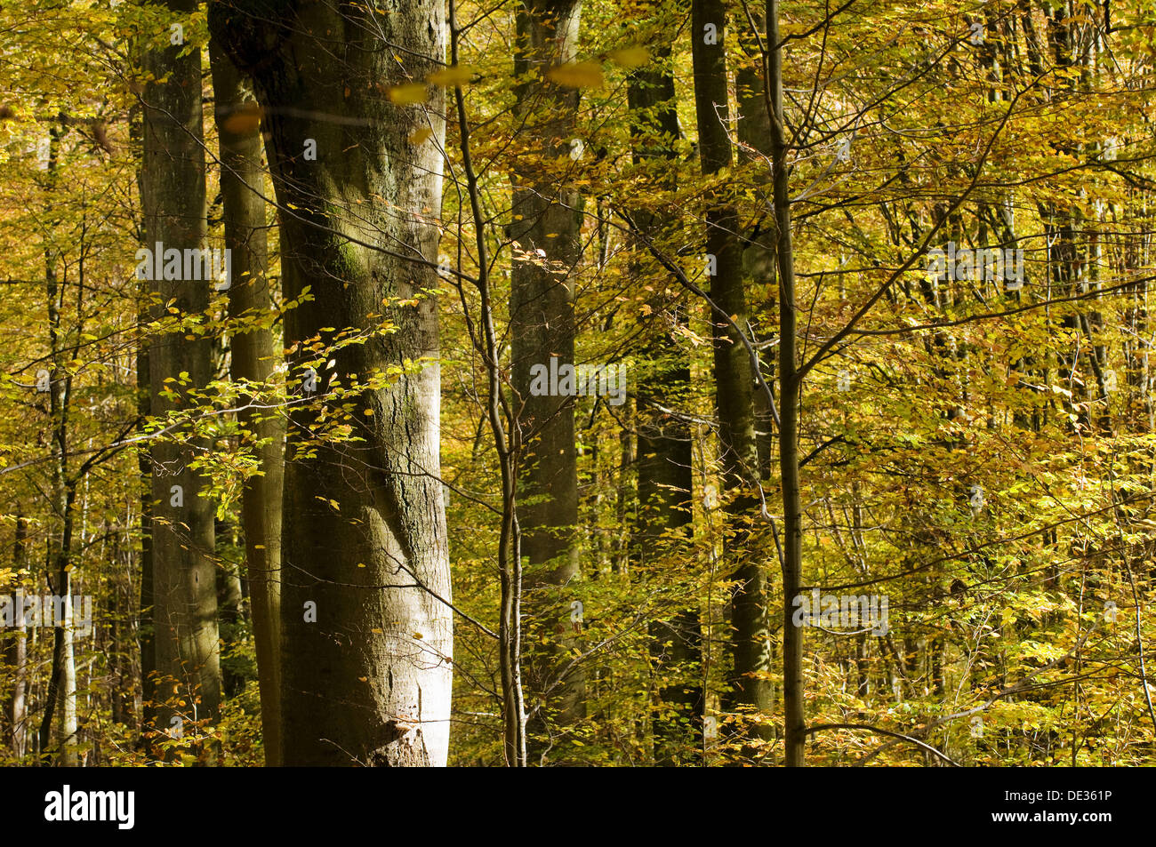 Steigerwald hi-res stock photography and images - Alamy