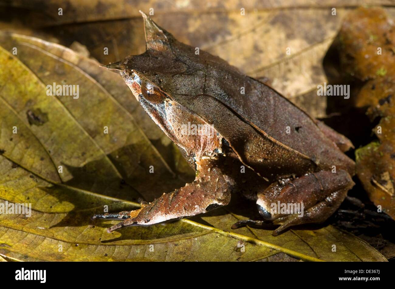 Asian leaf frog (megophrys nasuta) hi-res stock photography and images ...