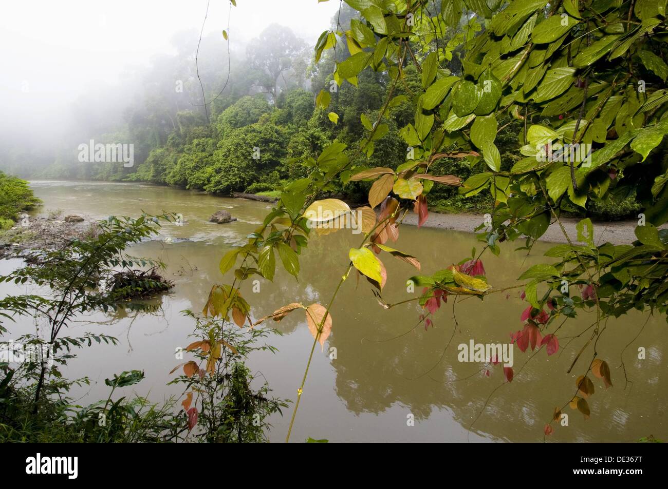 Danum Valley rainforest jungle river Sabah Borneo Malaysia Stock Photo ...