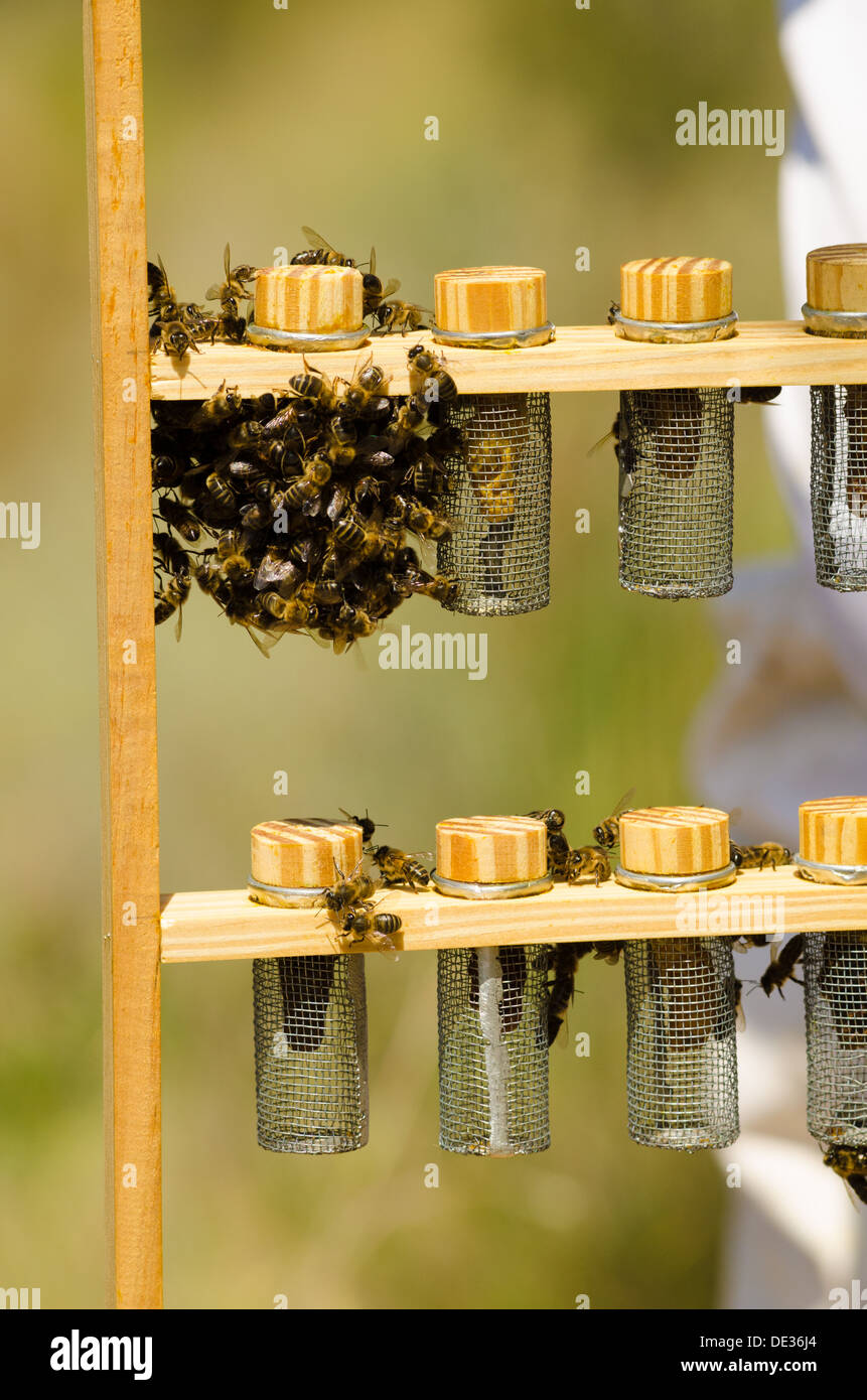 Bees clustering around a newborn bee queen Stock Photo - Alamy