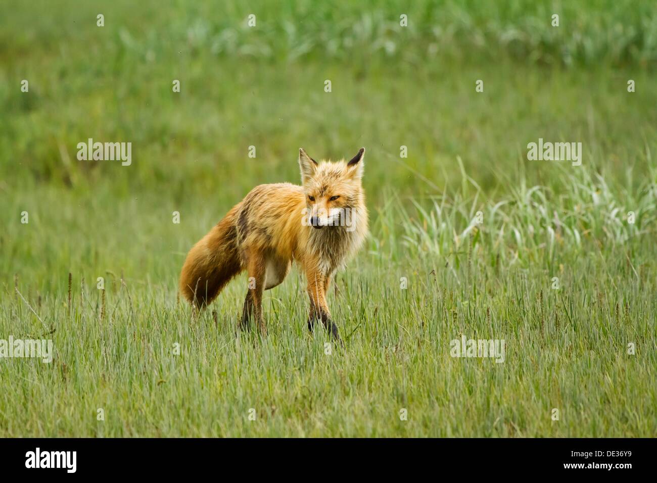 Usa fox hunt hi-res stock photography and images - Alamy