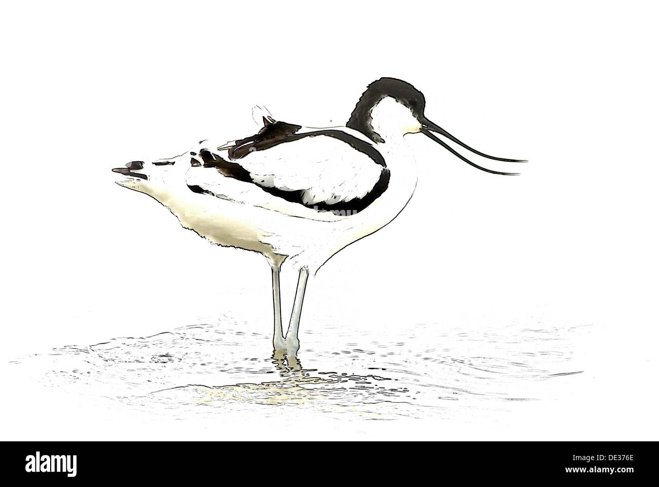 Avocet drawing hi-res stock photography and images - Alamy