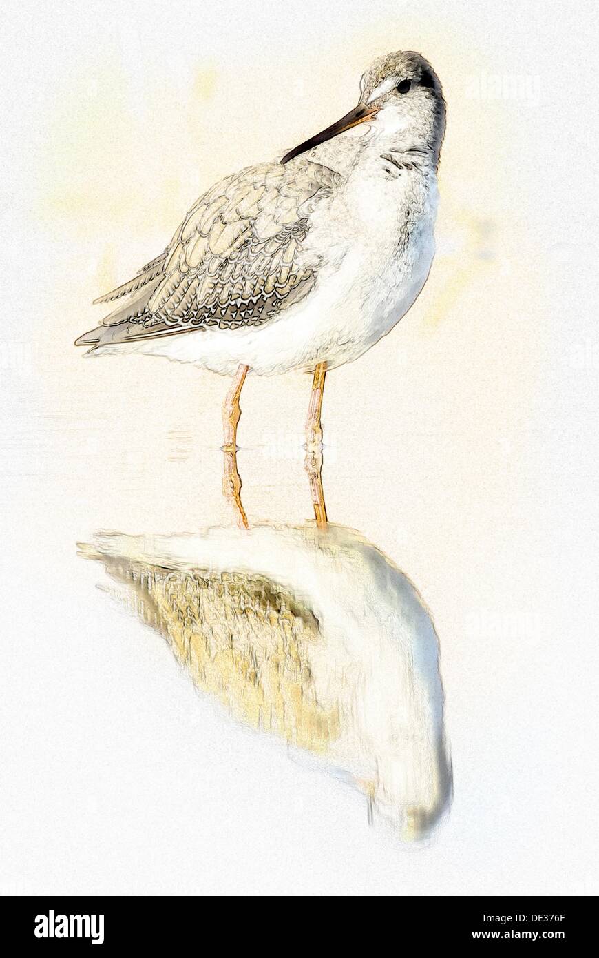 Redshank Cut Out Stock Images & Pictures - Alamy