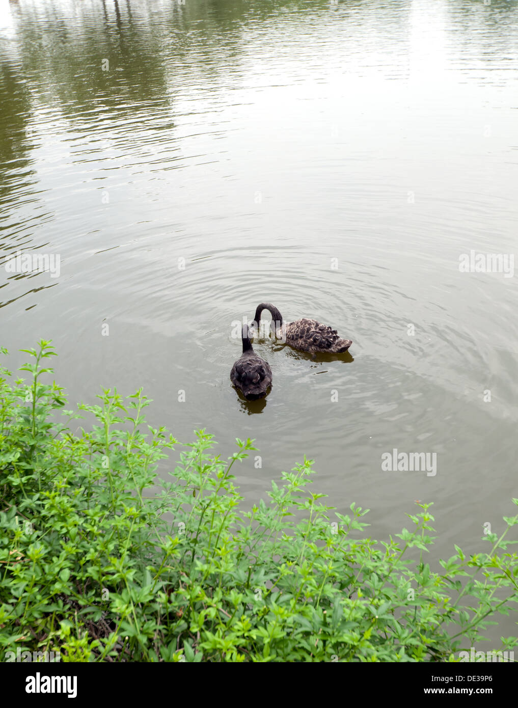 Color of swans hi-res stock photography and images - Alamy
