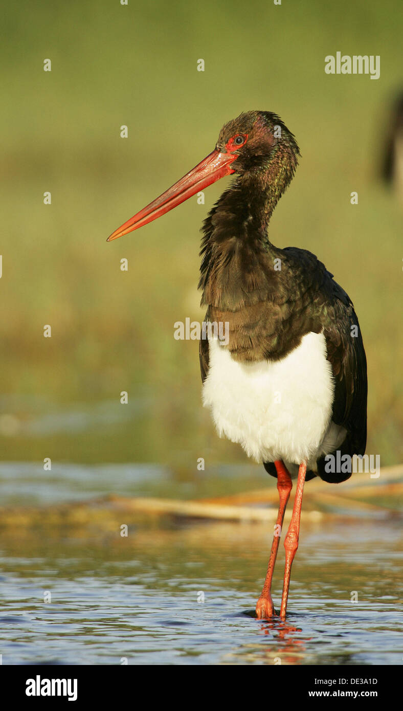 Black stork spain hi-res stock photography and images - Alamy