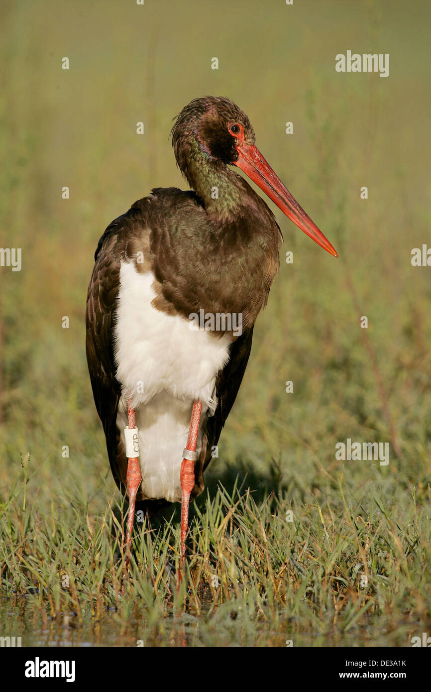 Black stork spain hi-res stock photography and images - Alamy