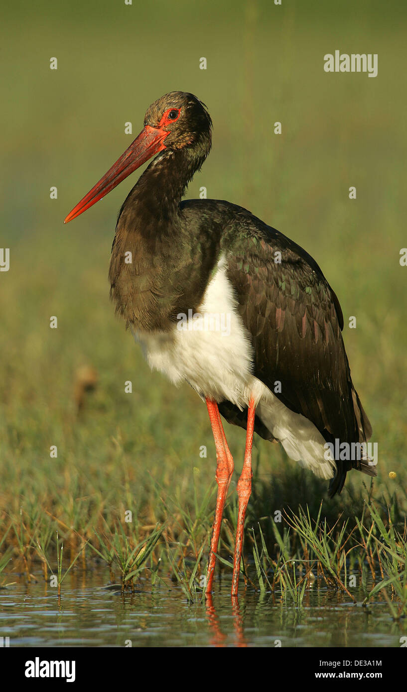 Black stork spain hi-res stock photography and images - Alamy