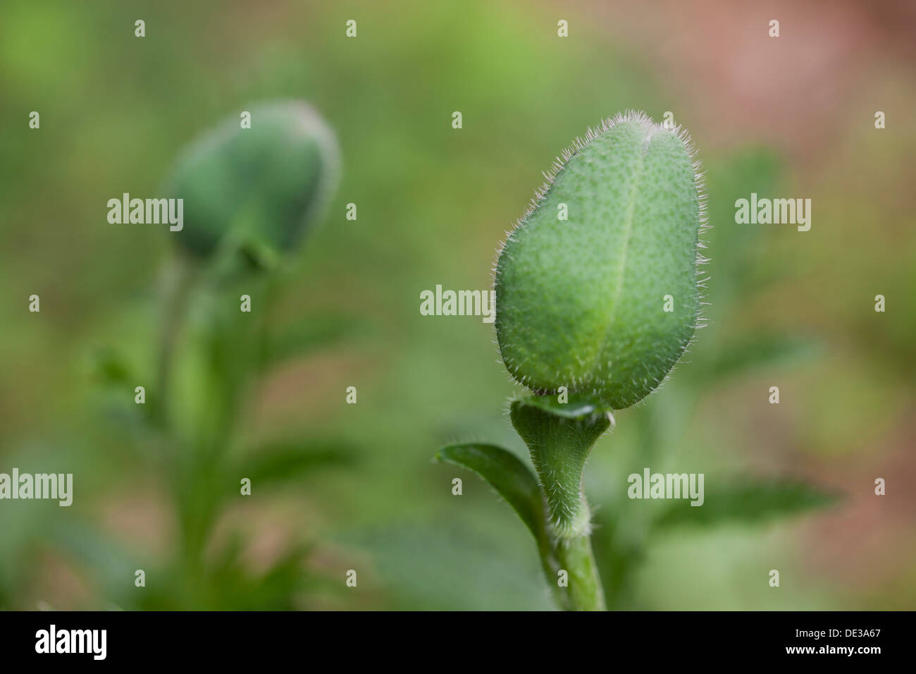 Poppy flower bulb Stock Photo - Alamy