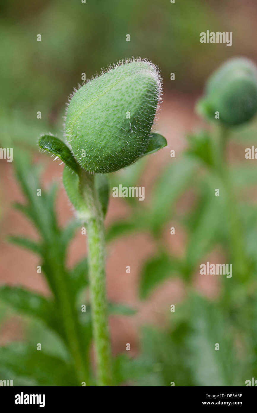 Poppy flower bulb Stock Photo - Alamy