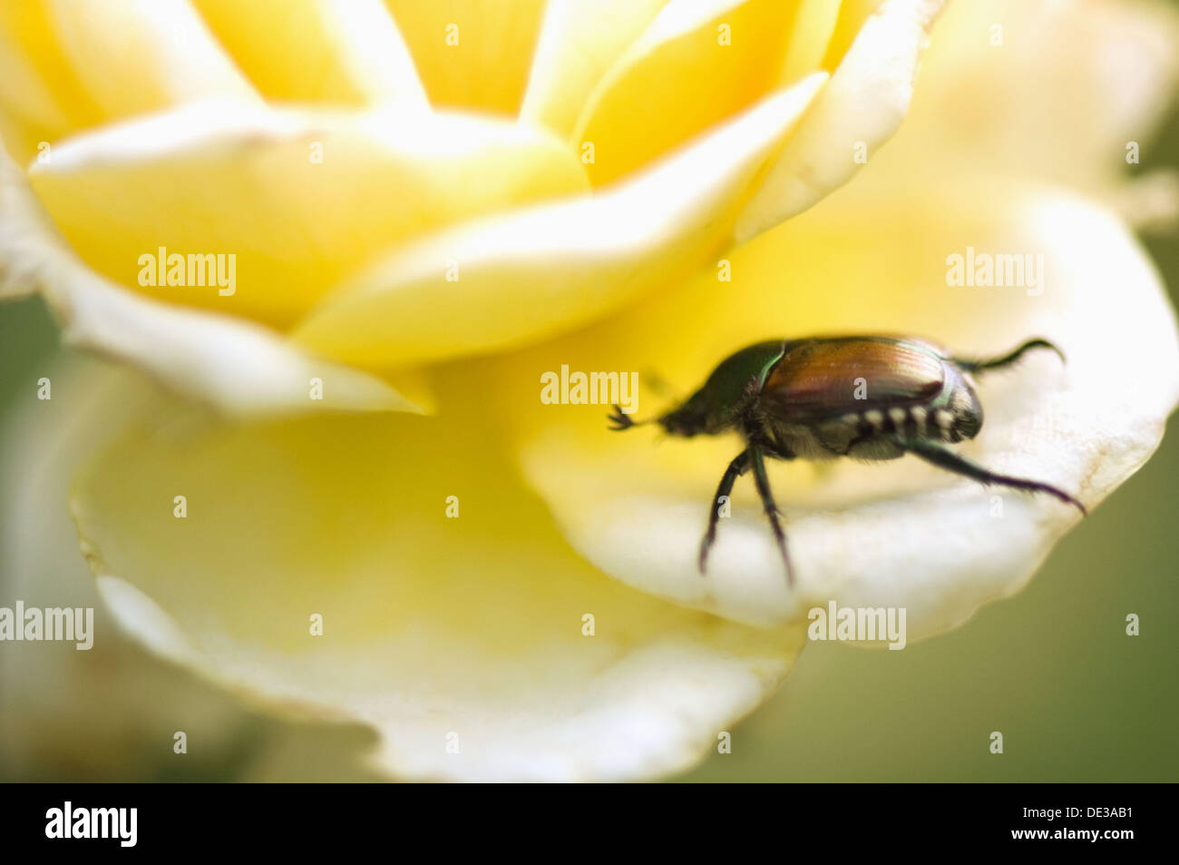 Japanese beetle on flower hi-res stock photography and images - Alamy
