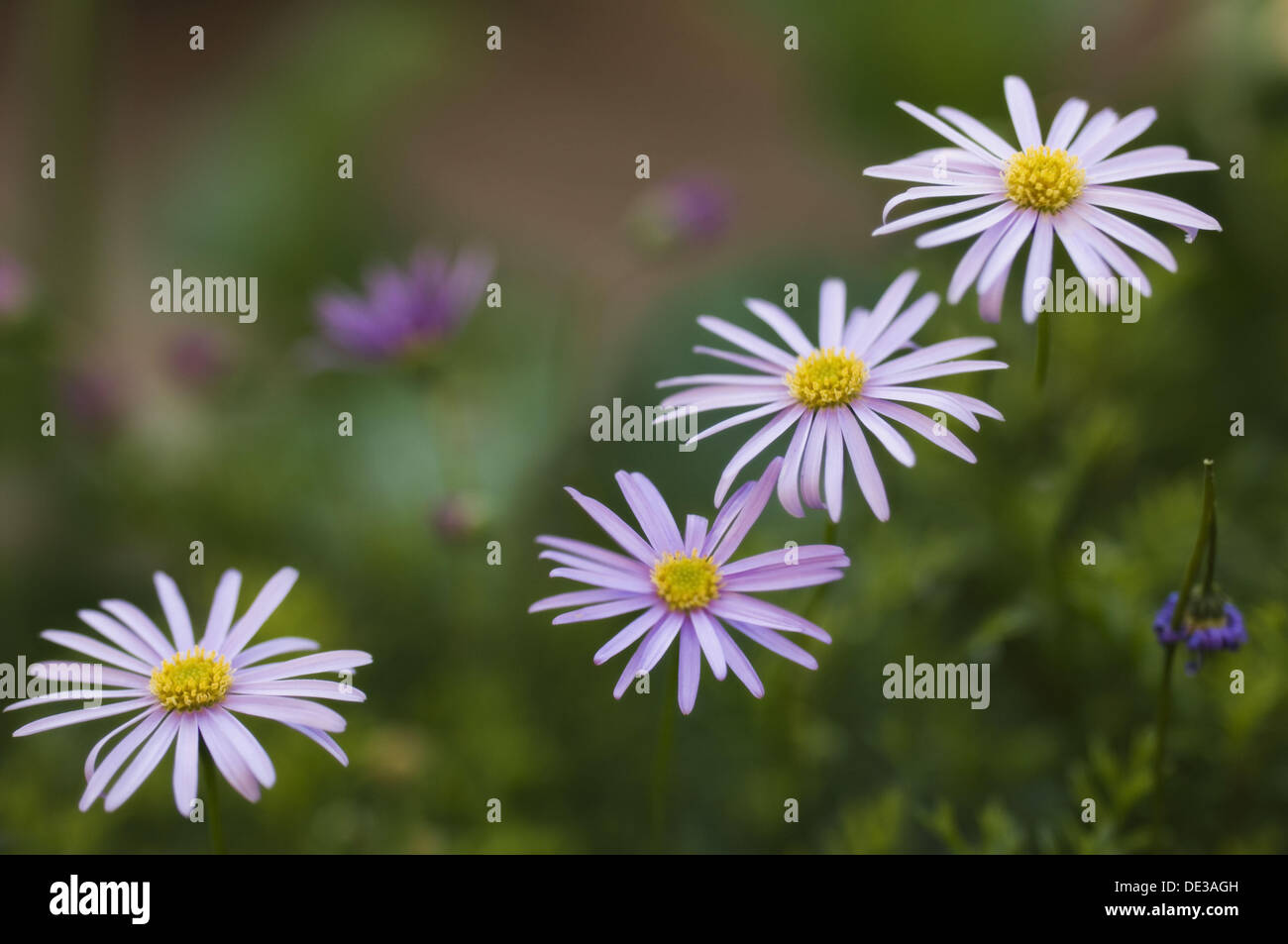 Fantasy Swan High Resolution Stock Photography and Images - Alamy