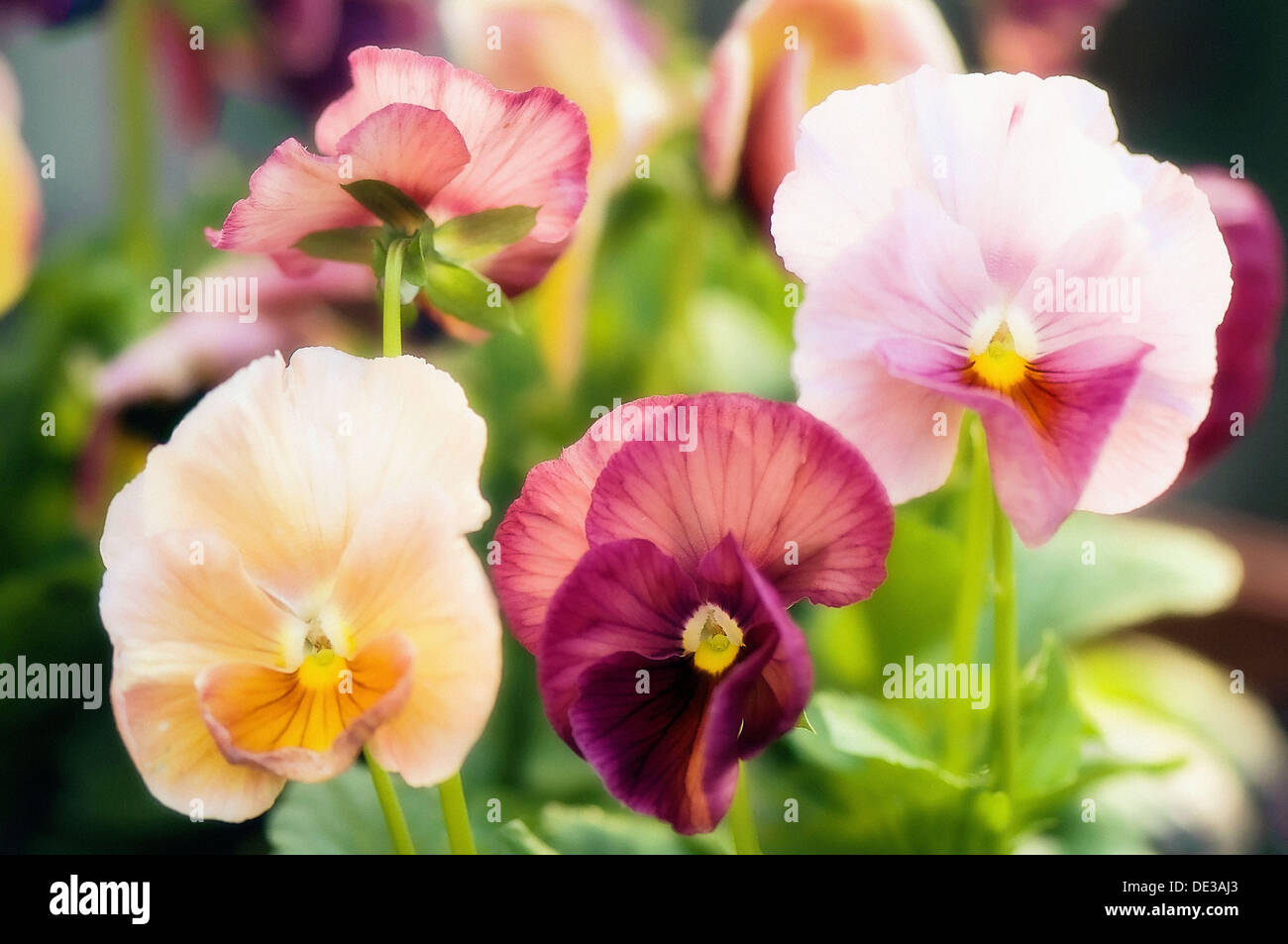Pansy Flower Group With One Flower Facing The Opposite Direction Viola Pansy Flower Group With One Flower Facing The Opposite Direction Viola