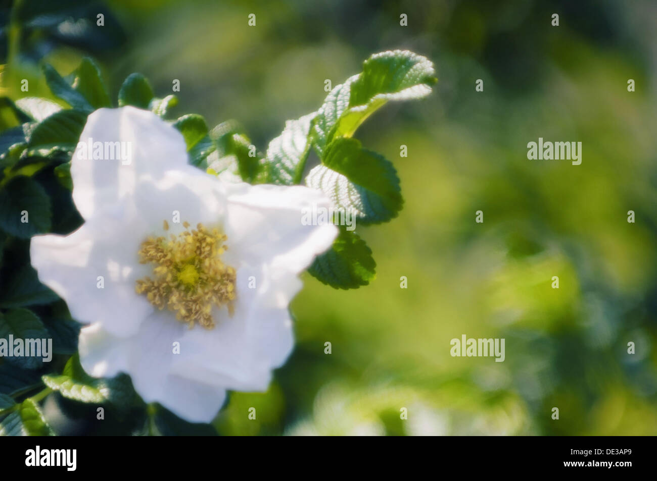 Rugosa alba hi-res stock photography and images - Alamy
