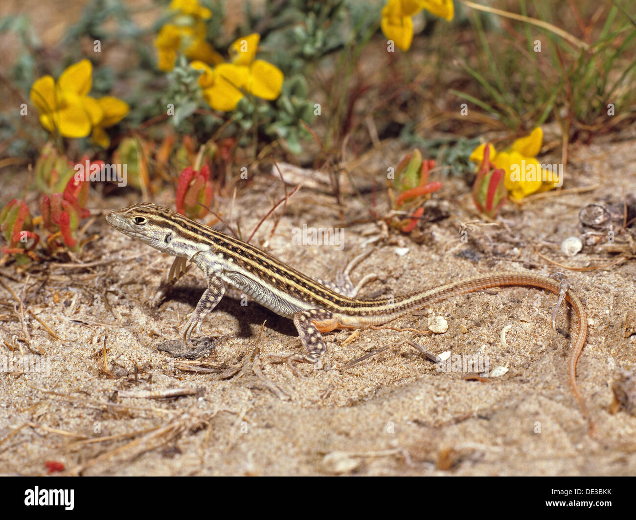 Red-tailed Spiny-footed Lizard (Acanthodactylus erythrurus) on a dune ...
