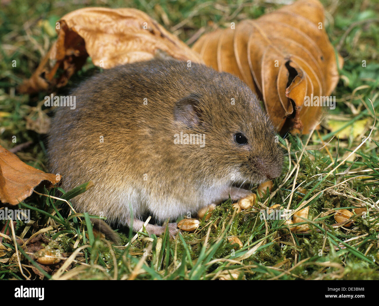 Mice and vole diet hi-res stock photography and images - Alamy