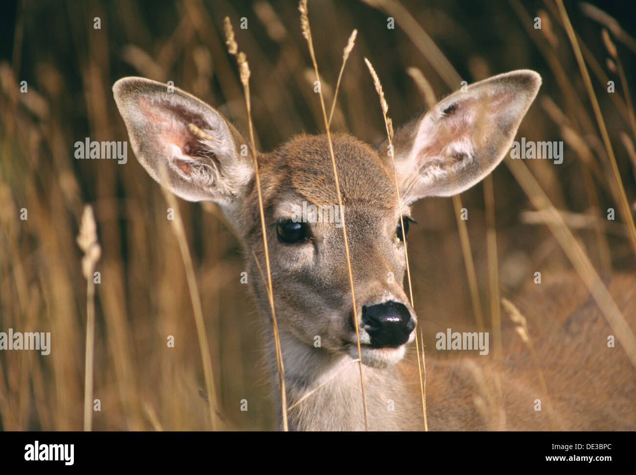 White Tailed Deer Yearling High Resolution Stock Photography and Images ...