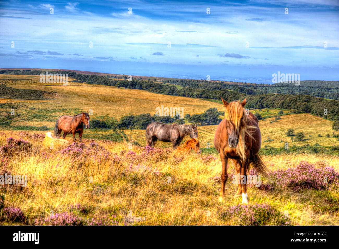 Wild ponies Quantock Hills Somerset with purple heather in vibrant ...