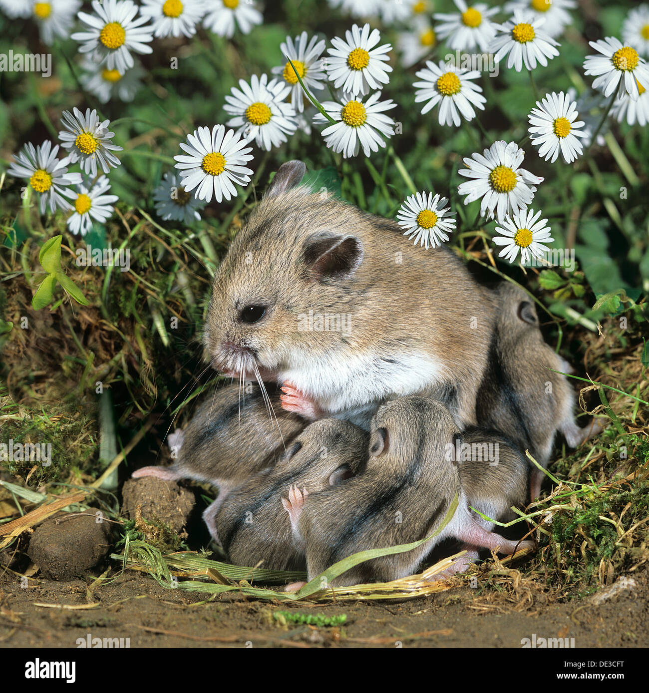 Cricetulus barabensis hi-res stock photography and images - Alamy