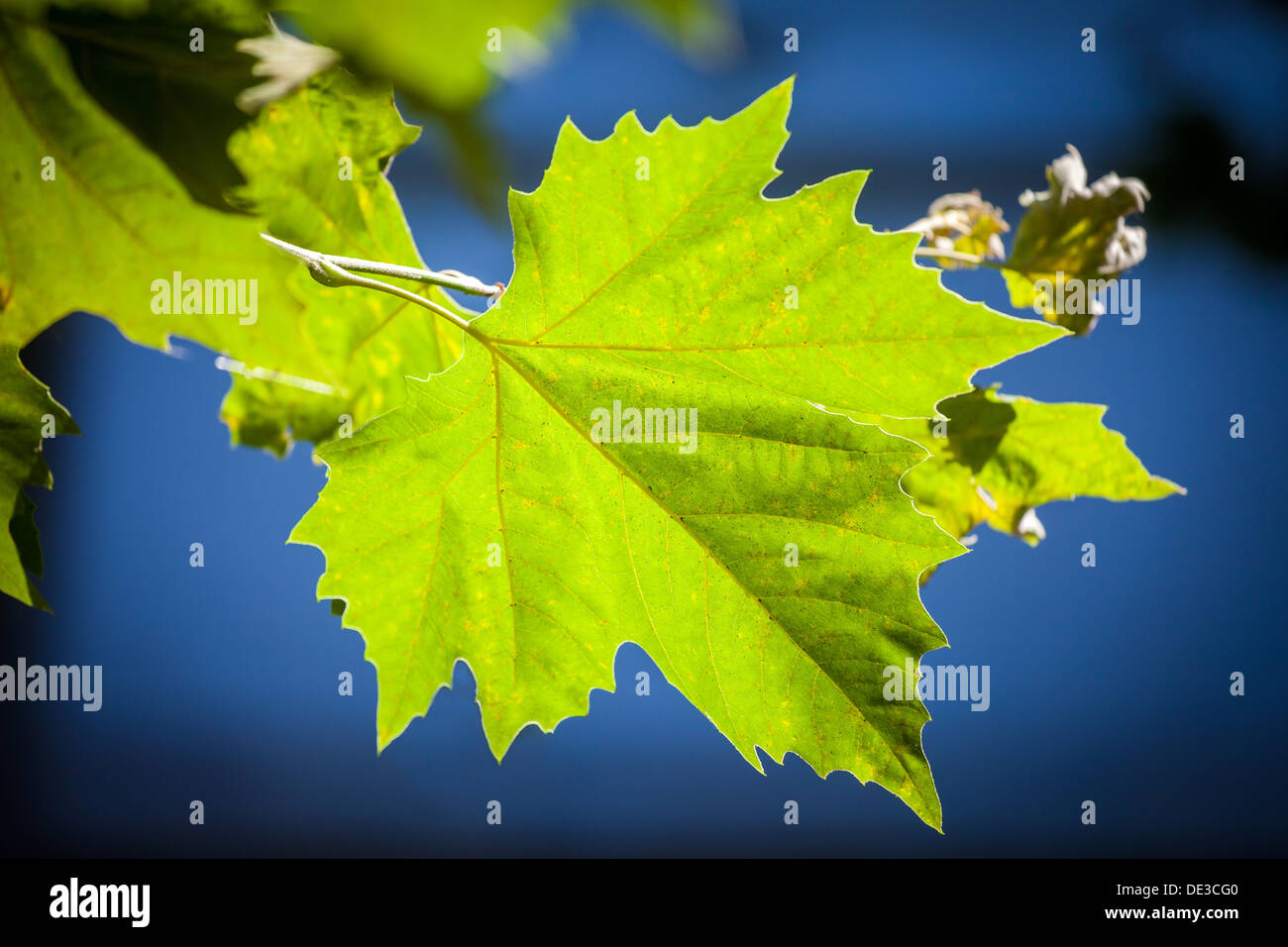 Green leaf and sun hi-res stock photography and images - Alamy