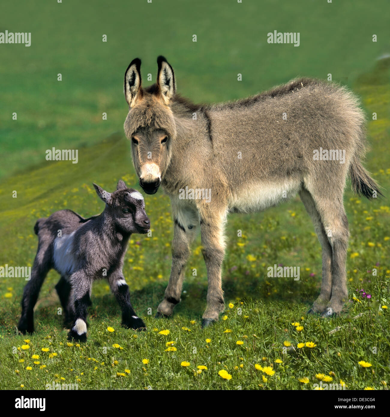 Animal friendship: Donkey foal Pygmy Goat kida meadow Stock Photo - Alamy
