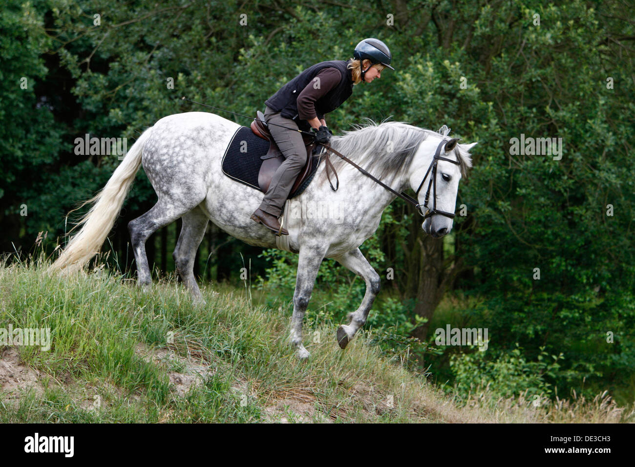 Pure Spanish Horse, Andalusian Woman rider cross-country ride riding ...