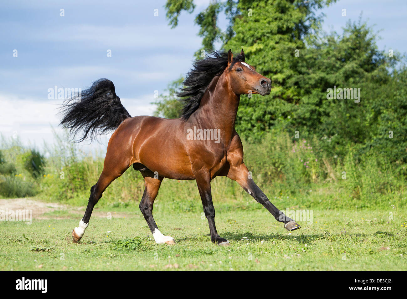 Swiss Warmblood Bay stallion gallopinga meadow Stock Photo - Alamy