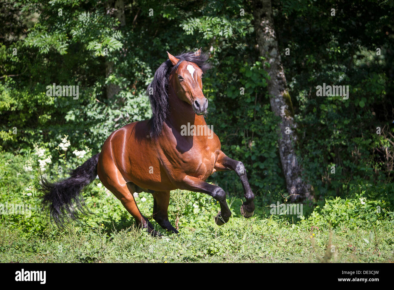 Swiss Warmblood Bay stallion gallopinga meadow Stock Photo - Alamy