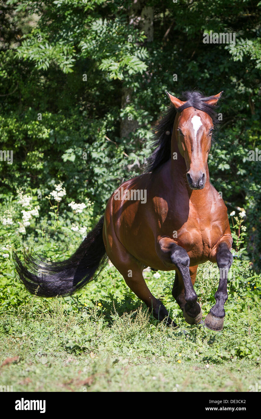 Swiss Warmblood Bay stallion gallopinga meadow Stock Photo - Alamy