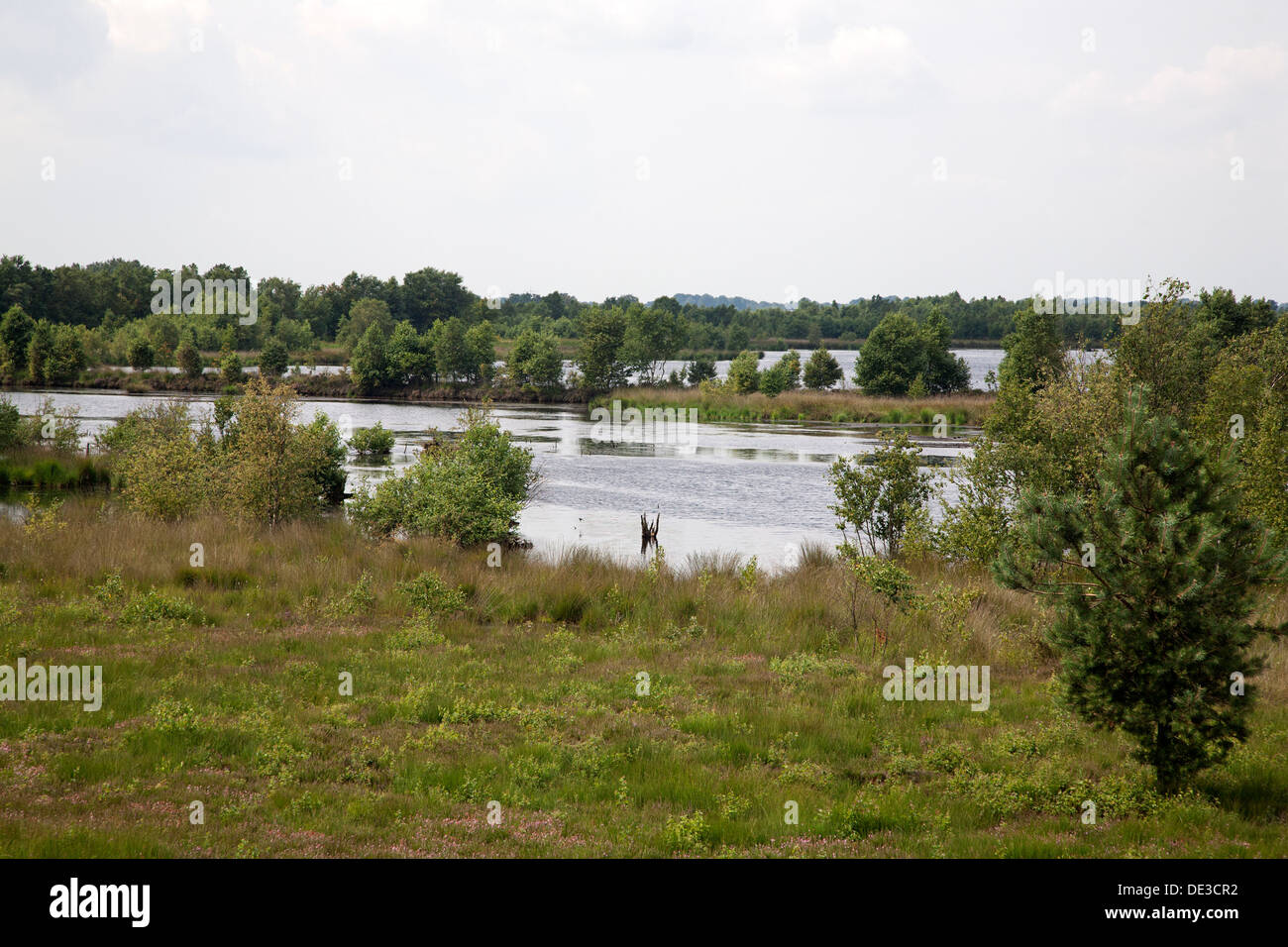 Bog pool hi-res stock photography and images - Alamy