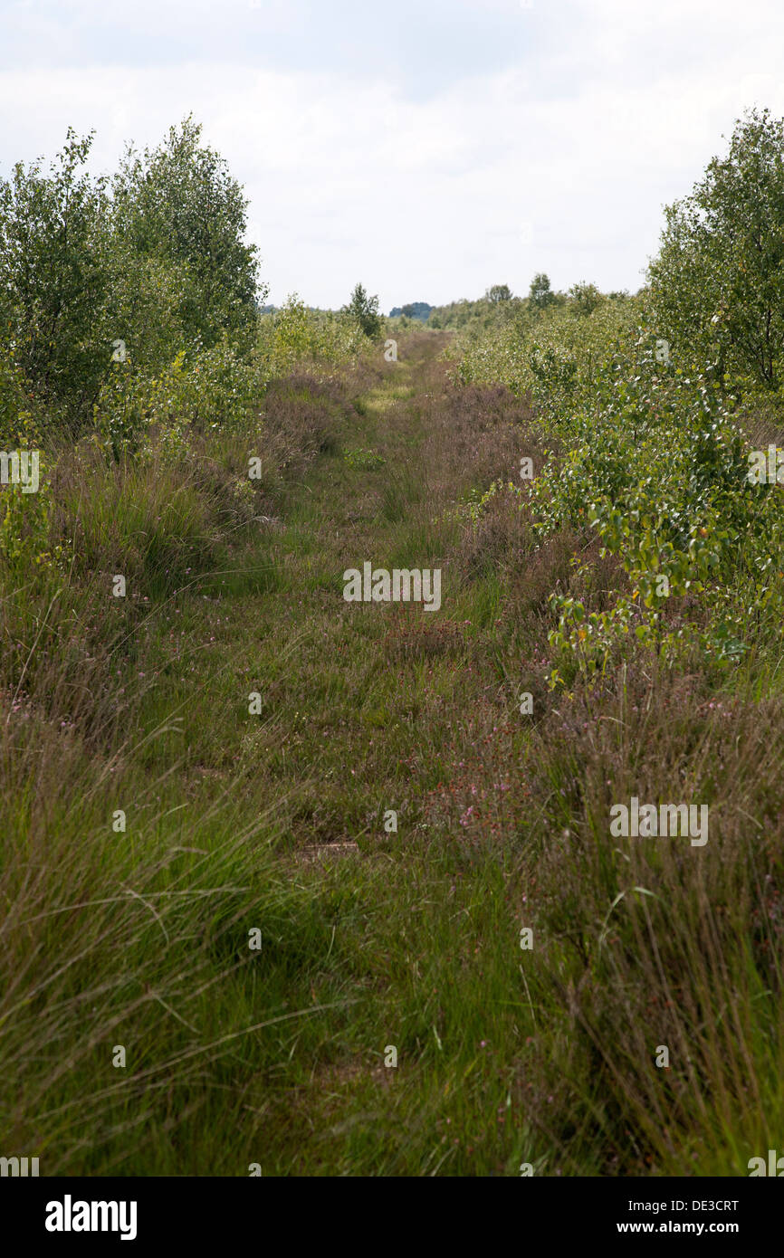 Bargerveen nature reserve hi-res stock photography and images - Alamy