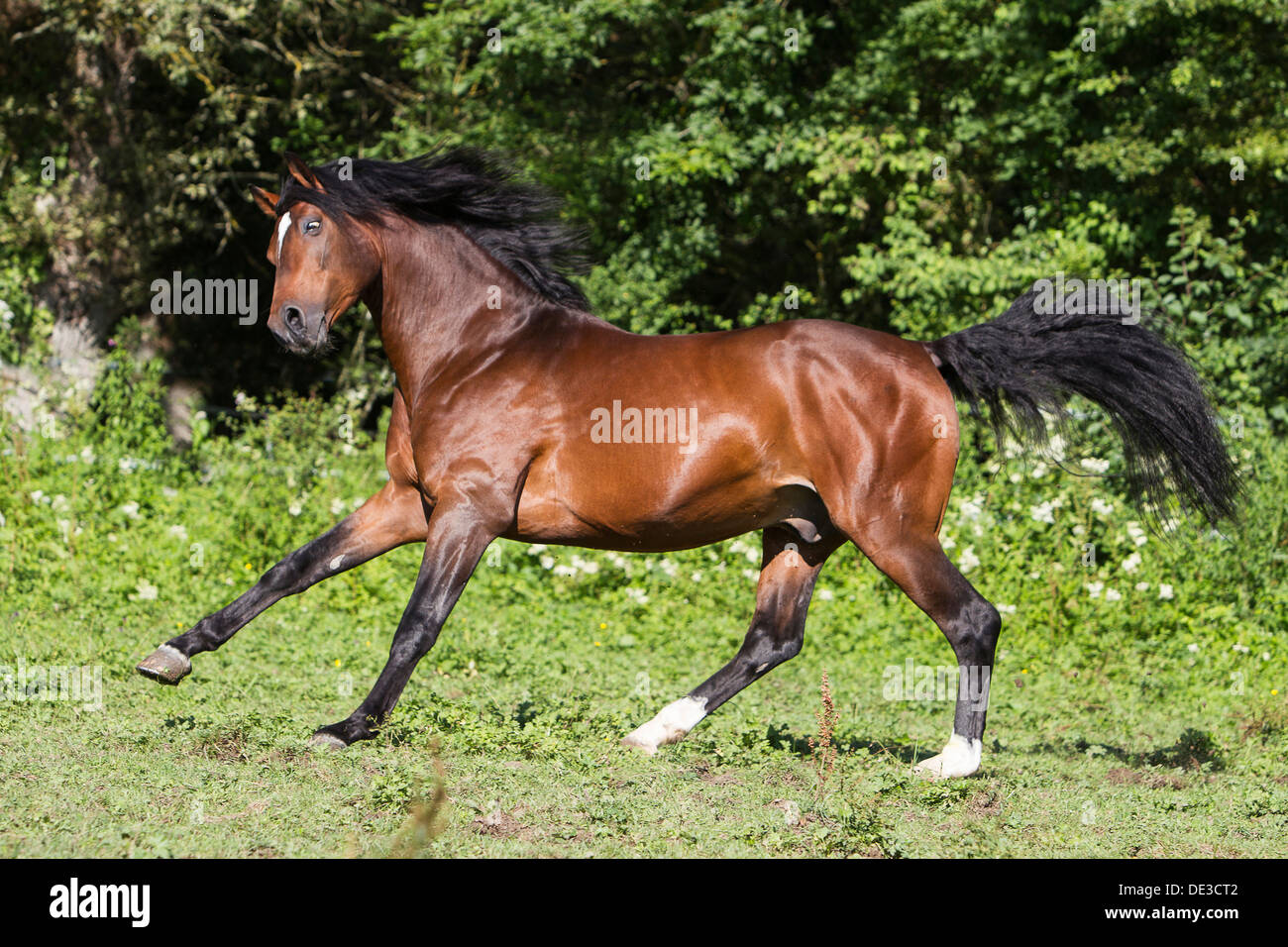 Swiss Warmblood Bay stallion gallopinga meadow Stock Photo - Alamy