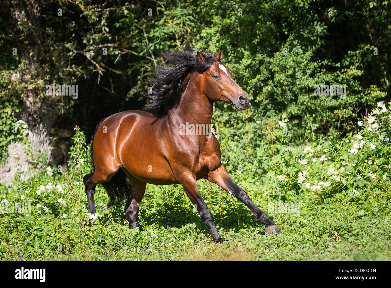 Swiss Warmblood Bay stallion gallopinga meadow Stock Photo - Alamy