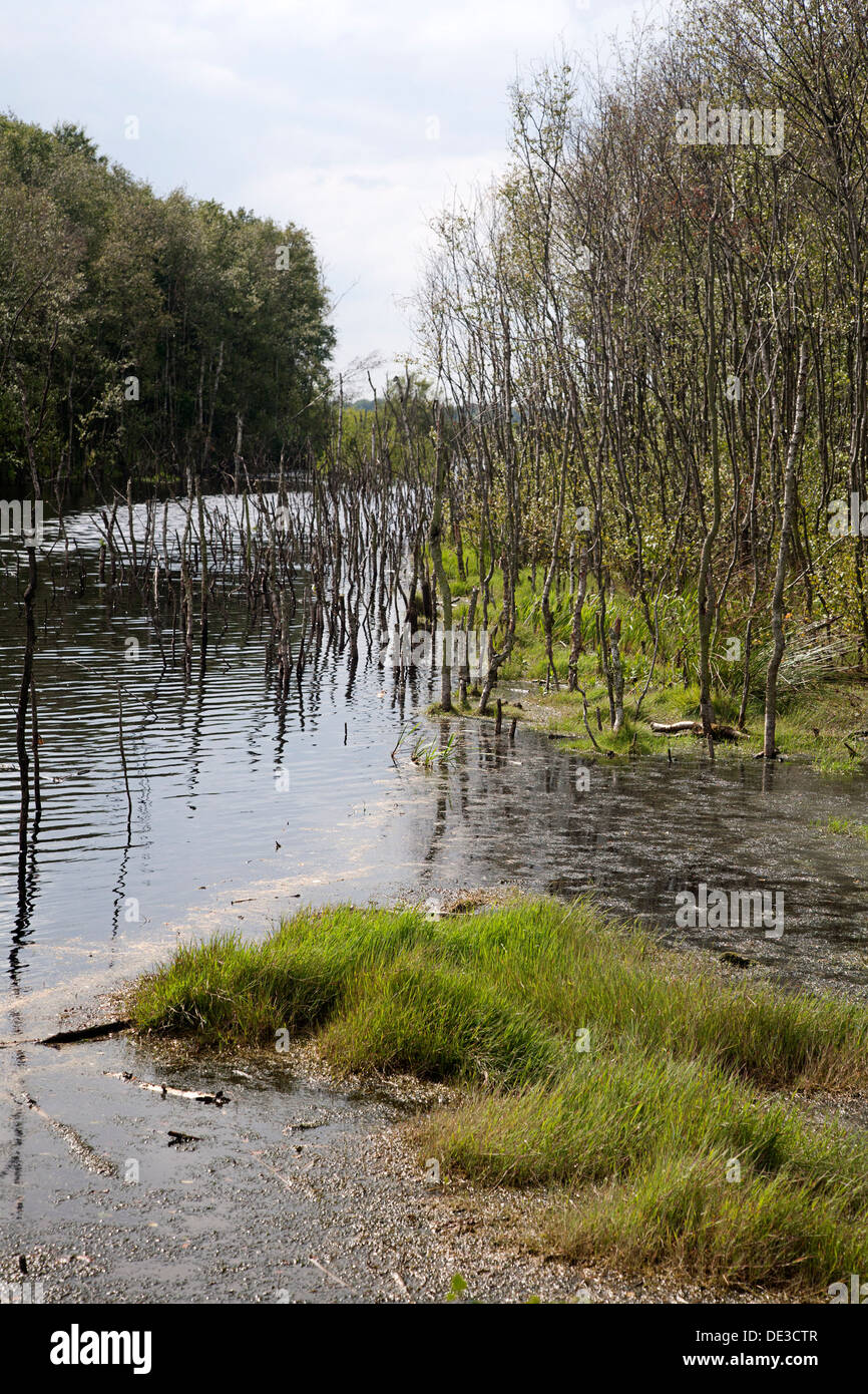 Bog pool with dead birches in Bargerveen Nature Reserve, Emmen, Drenthe ...