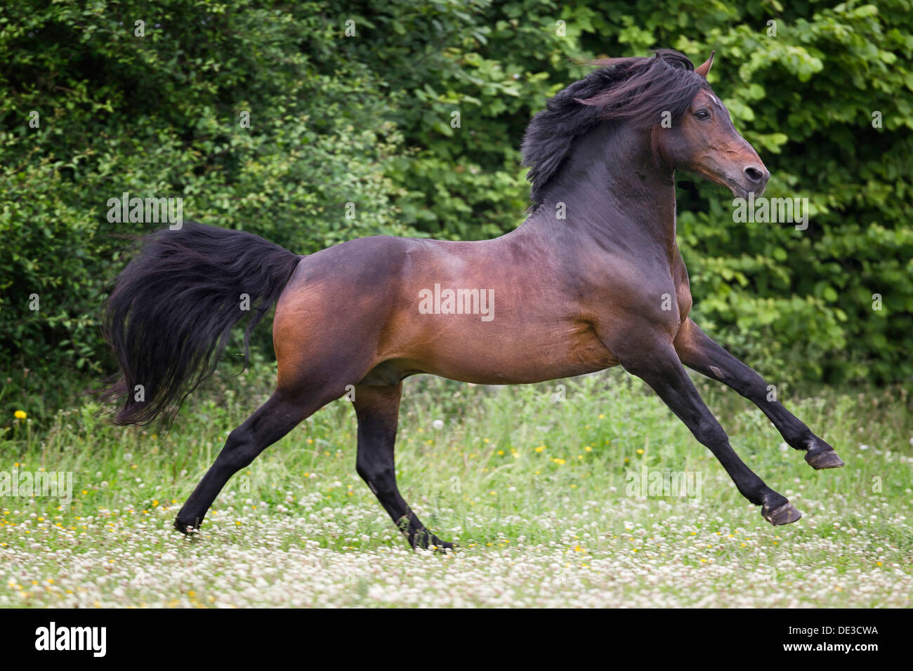 German Riding Pony Bay stallion gallopinga pasture Stock Photo - Alamy